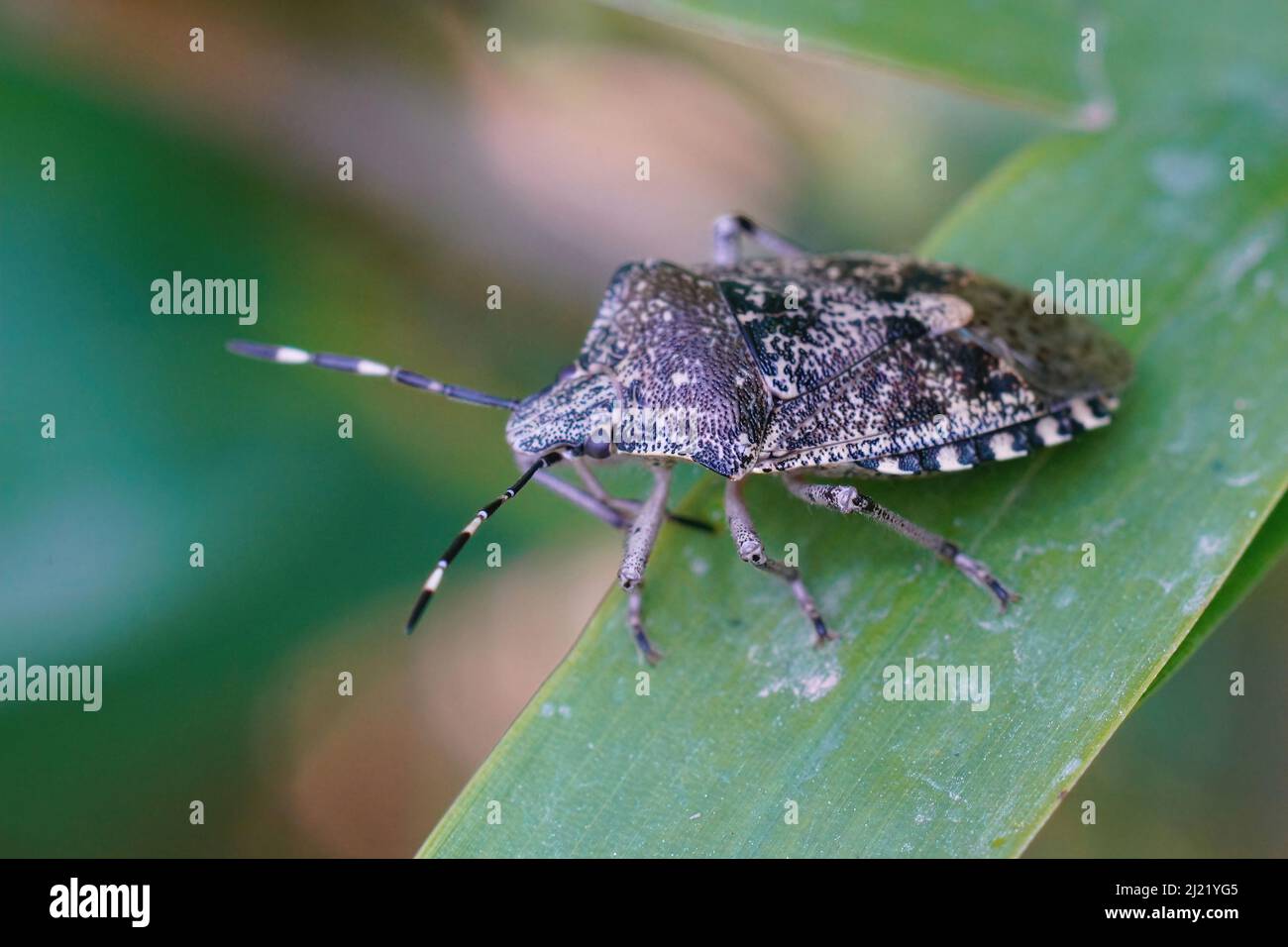 Closeup on an overwintering mottled shieldbug , Rhaphigaster nebulosa ...