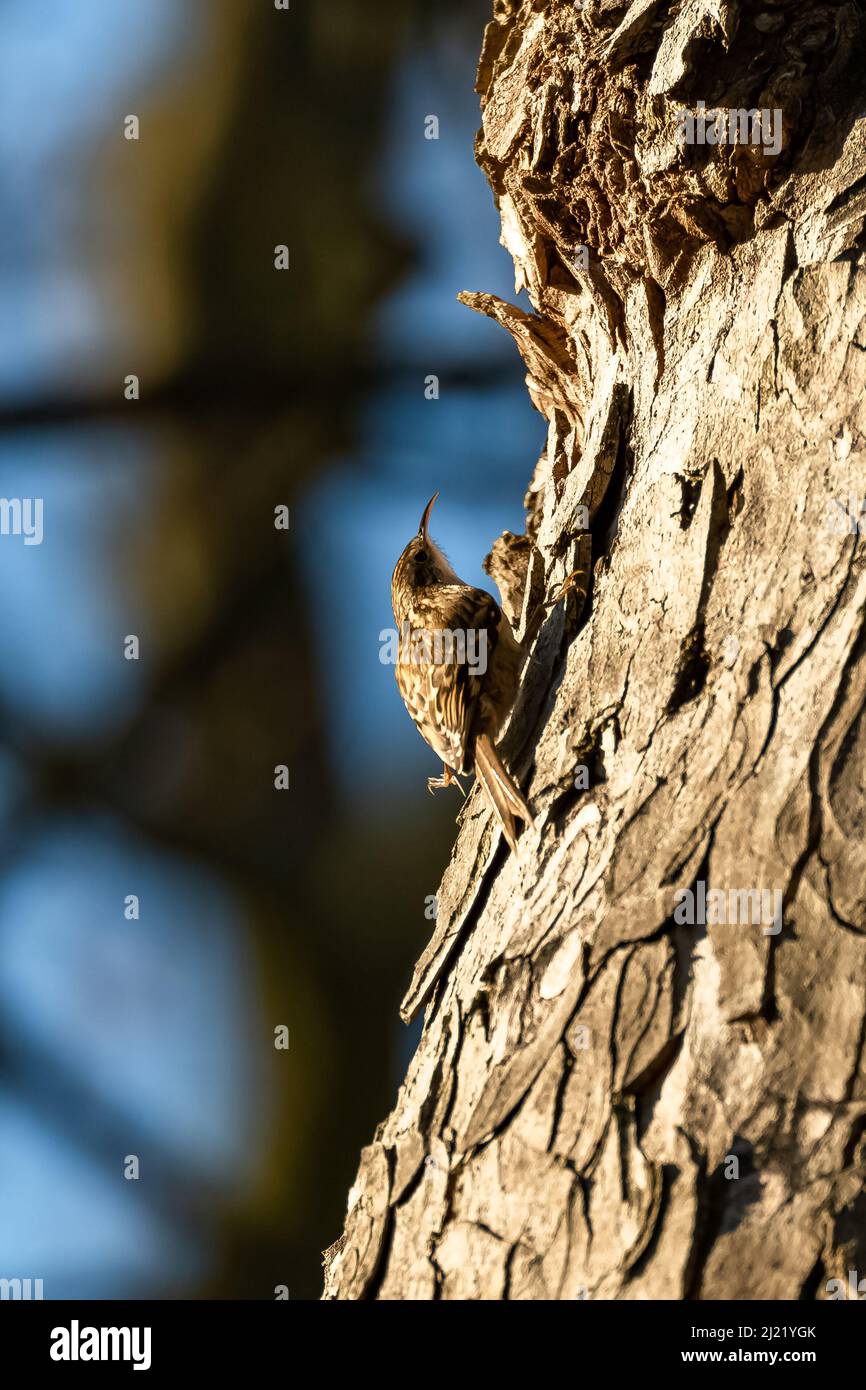 Short-toed Treecreeper, small bird eating on a tree in winter Stock ...