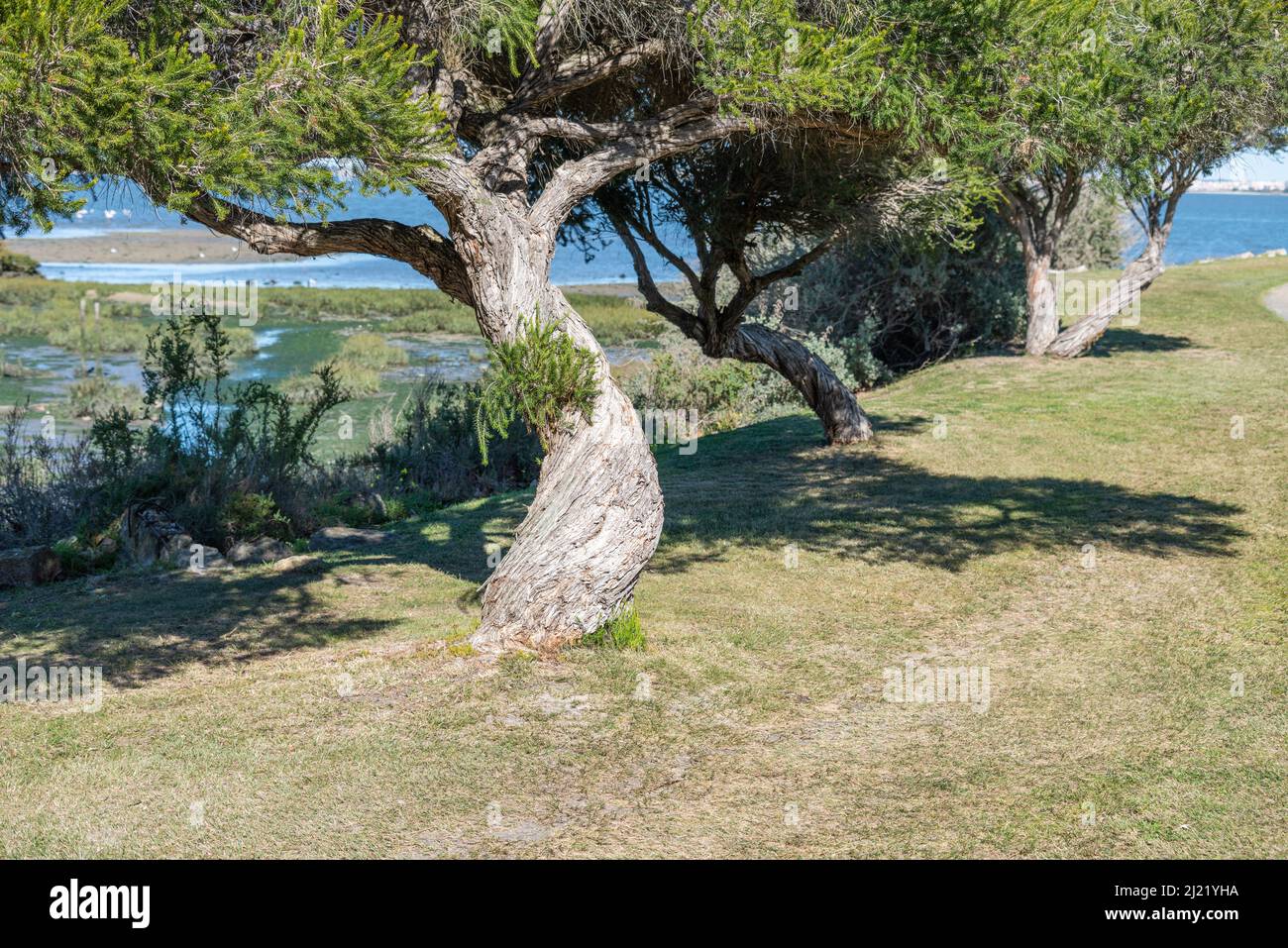 A beautiful shot of curved and twisted trees in a park by the beach ...