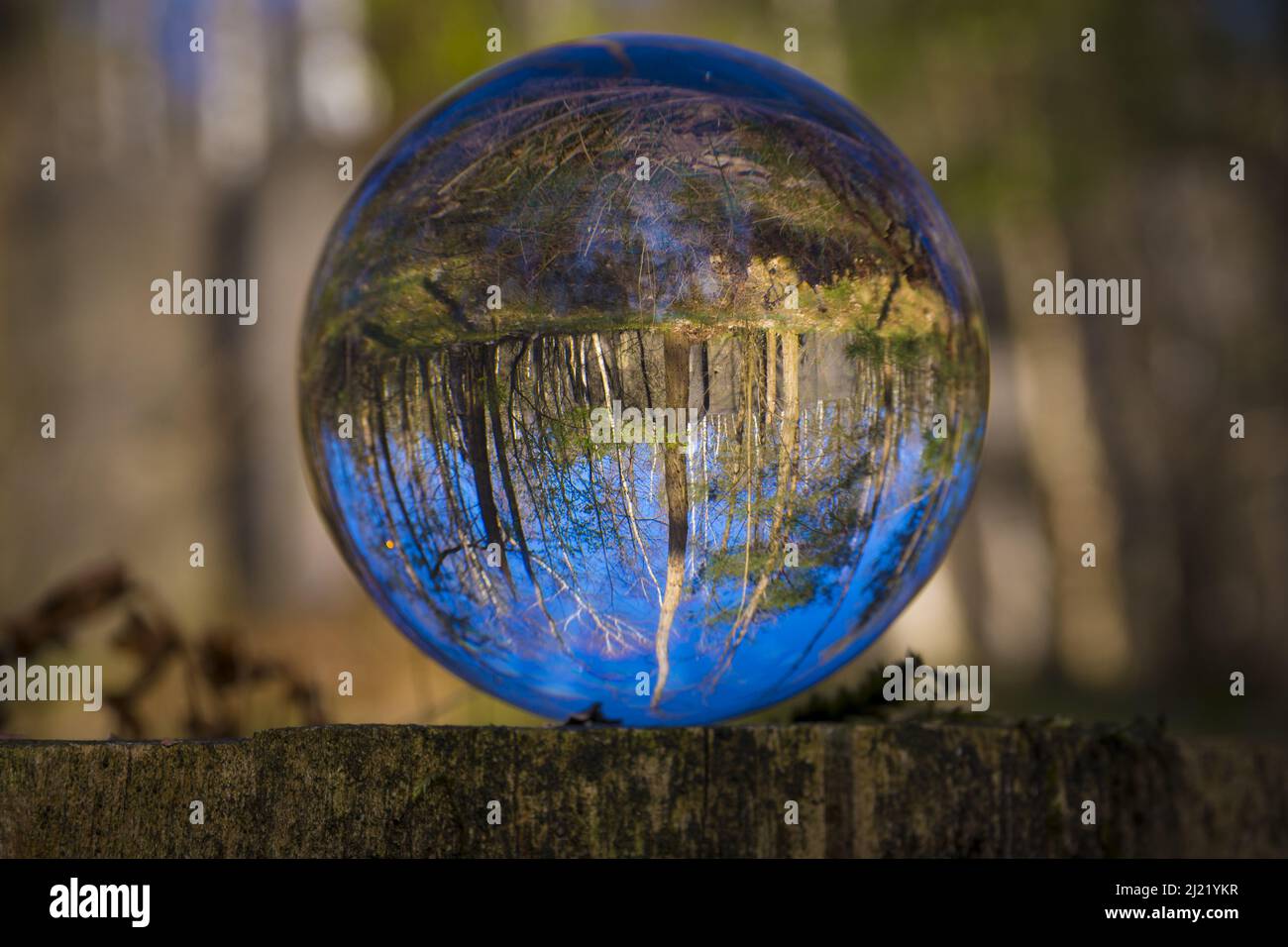 Inverted tree hi-res stock photography and images - Alamy