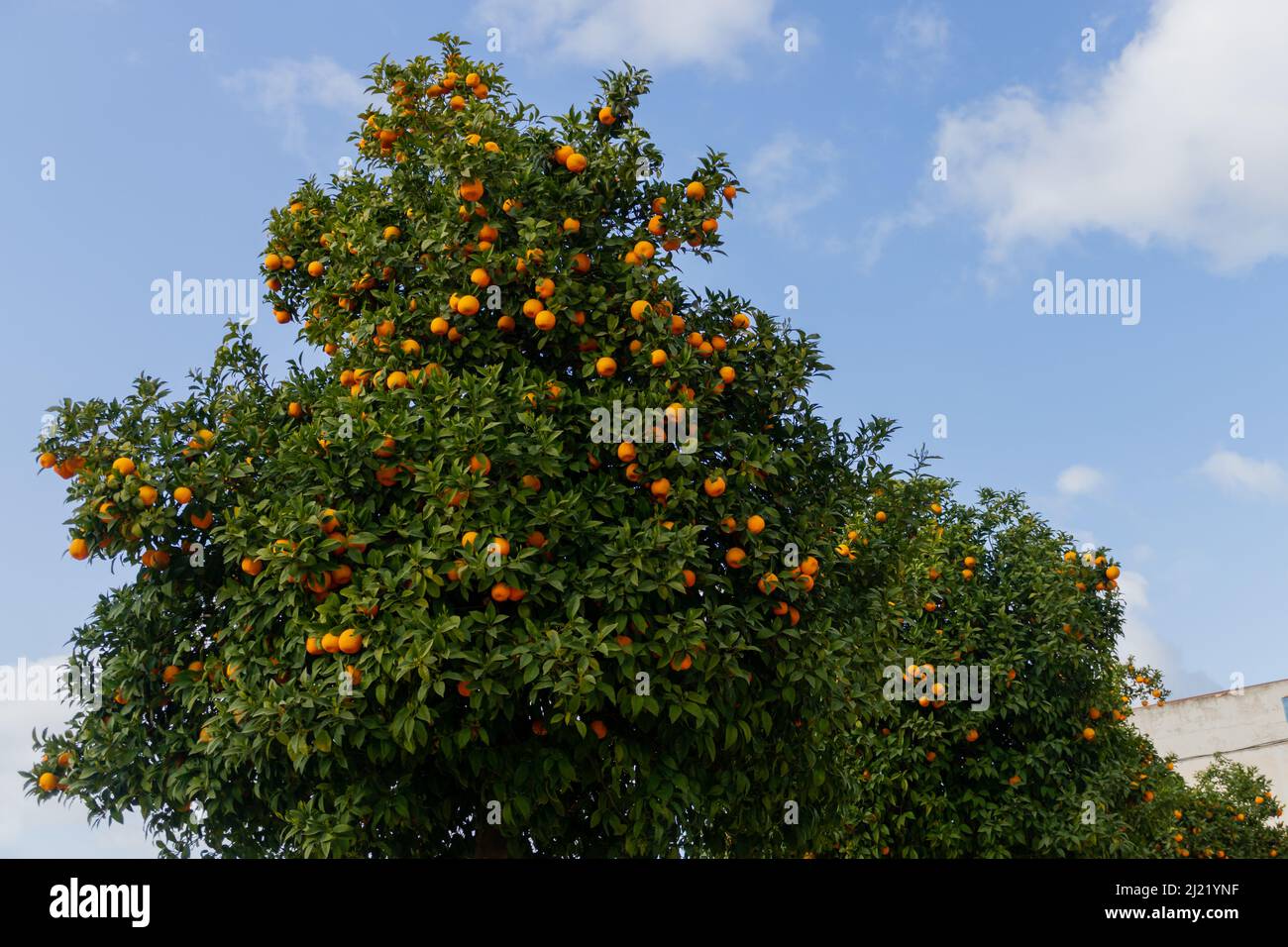 close-up of orange tree with fruits blue sky with clouds in background ...