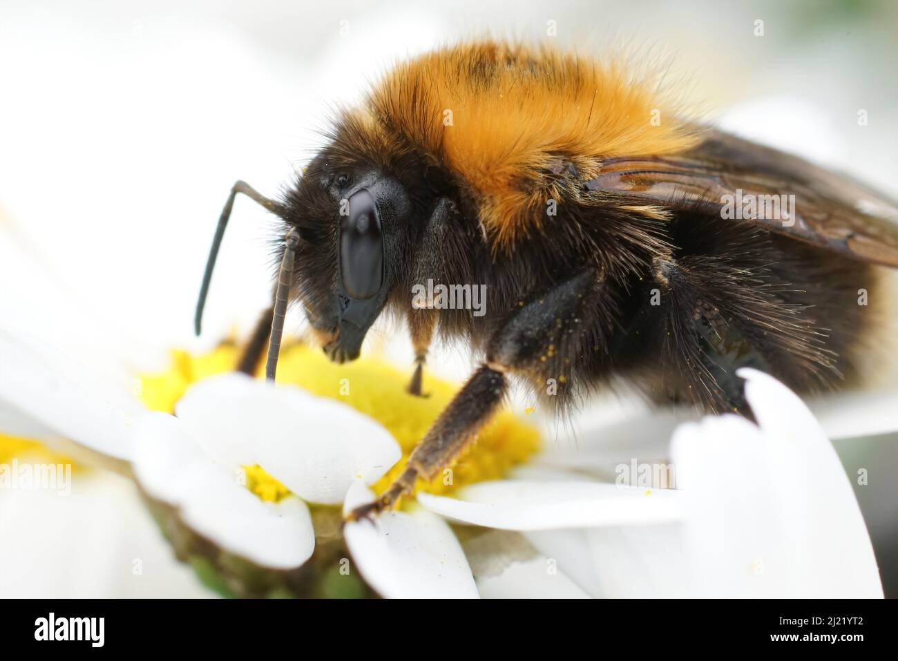 Closeup on a queen tree bumblebee, Bombus hypnorum sitting on a white ...
