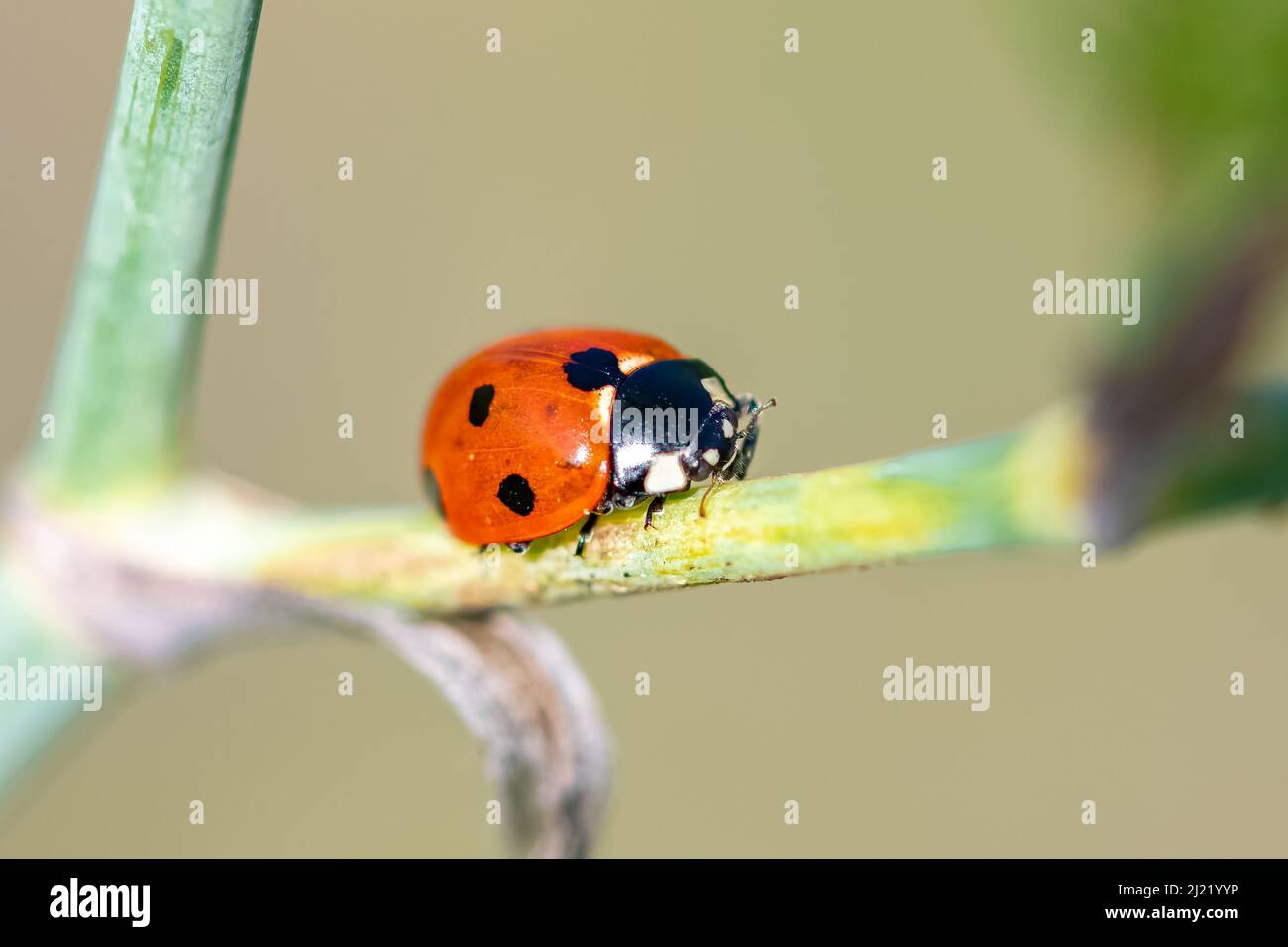 Seven spot ladybird climbing hi-res stock photography and images - Alamy