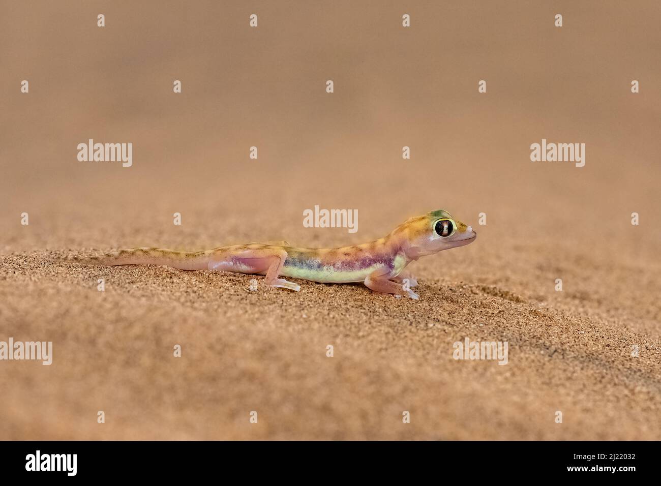 A Namib sand gecko, small colorful lizard in the Namib desert Stock ...