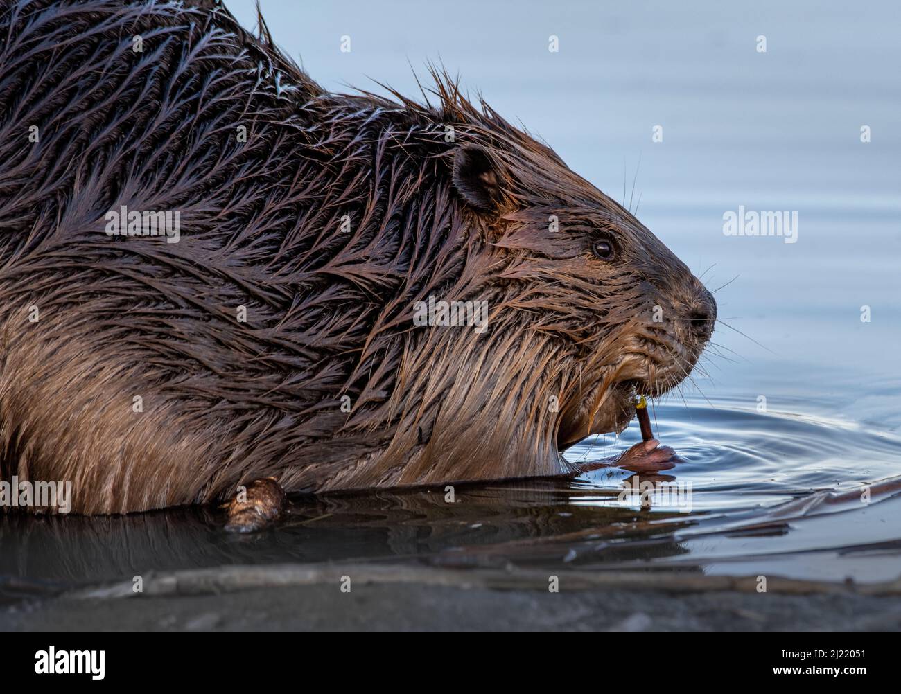 A cute beaver on a bay Stock Photo - Alamy