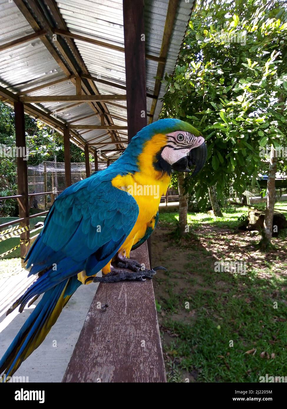 Amazonian Wild Parrot at Zoobotanic Park Stock Photo - Alamy