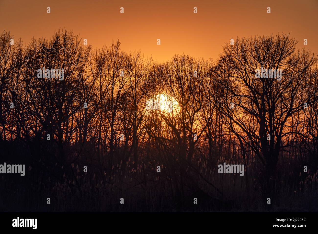 Sunset behind the trees in March Stock Photo - Alamy