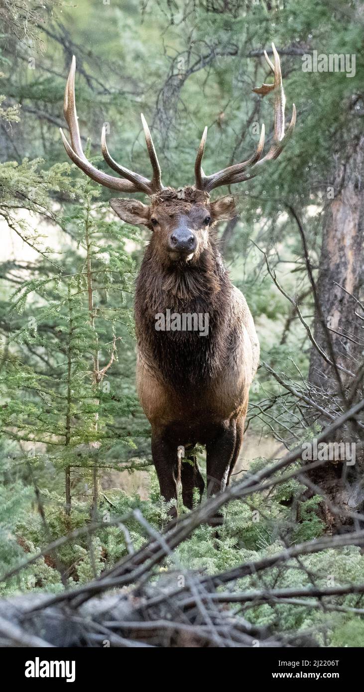 A bull elk in a forest looking in the camera Stock Photo - Alamy