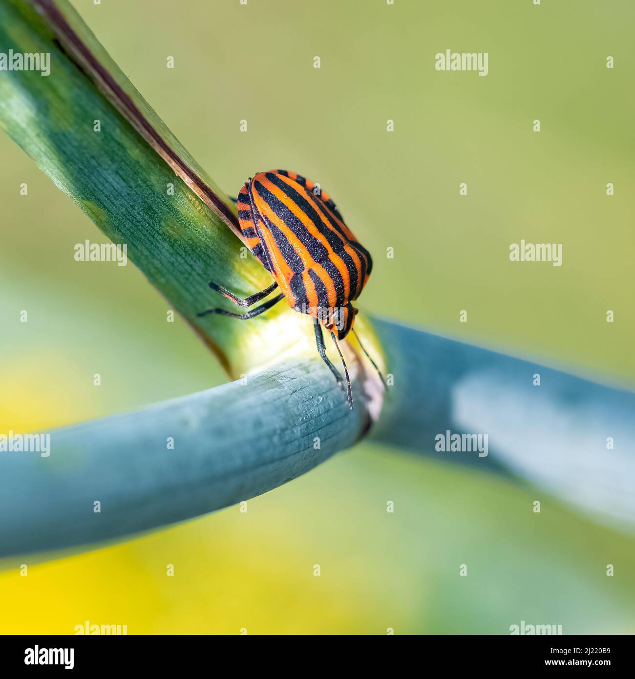 Black and white striped beetle hi-res stock photography and images - Alamy