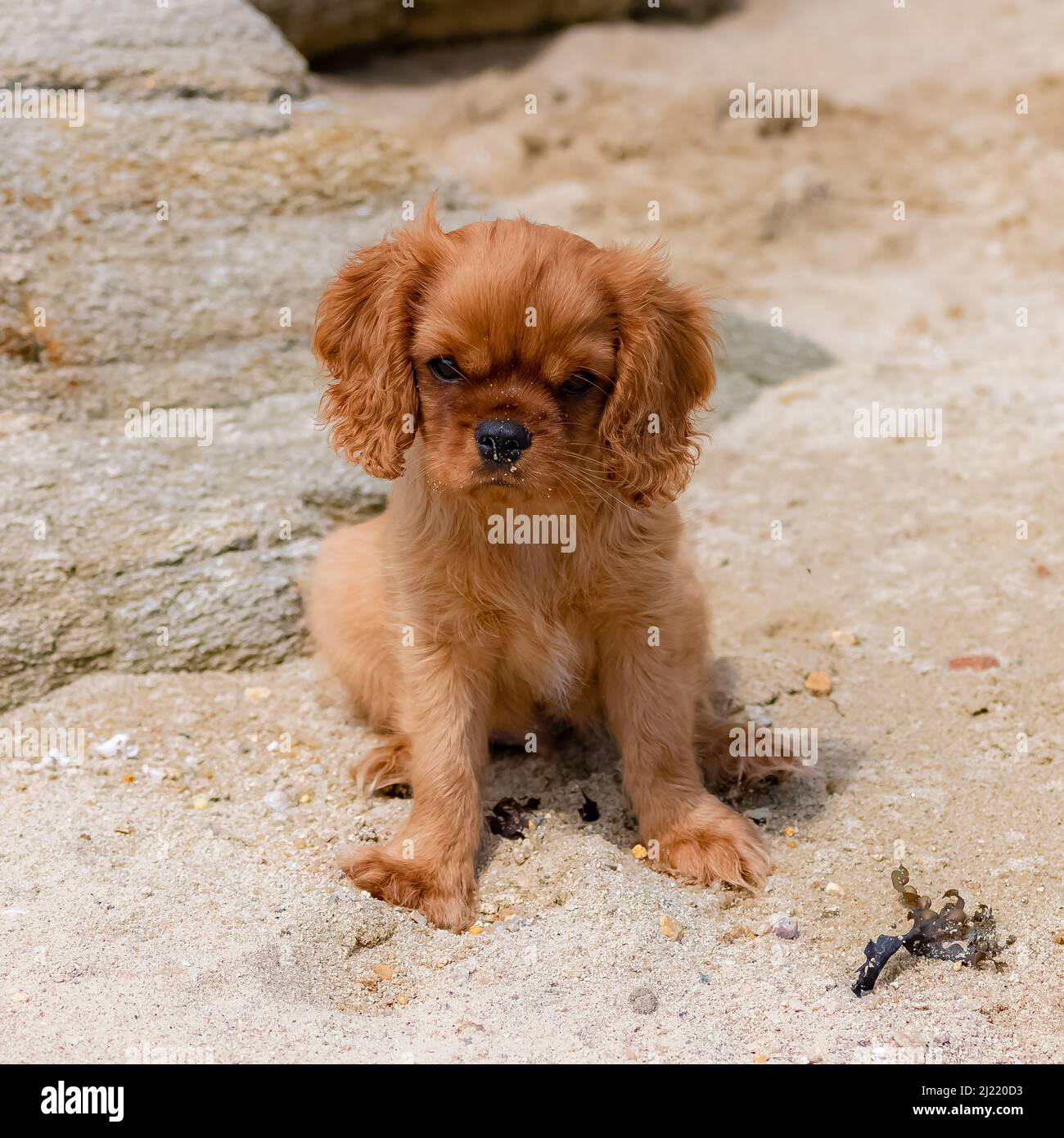 A dog cavalier king charles, a ruby puppy sitting on the beach Stock ...