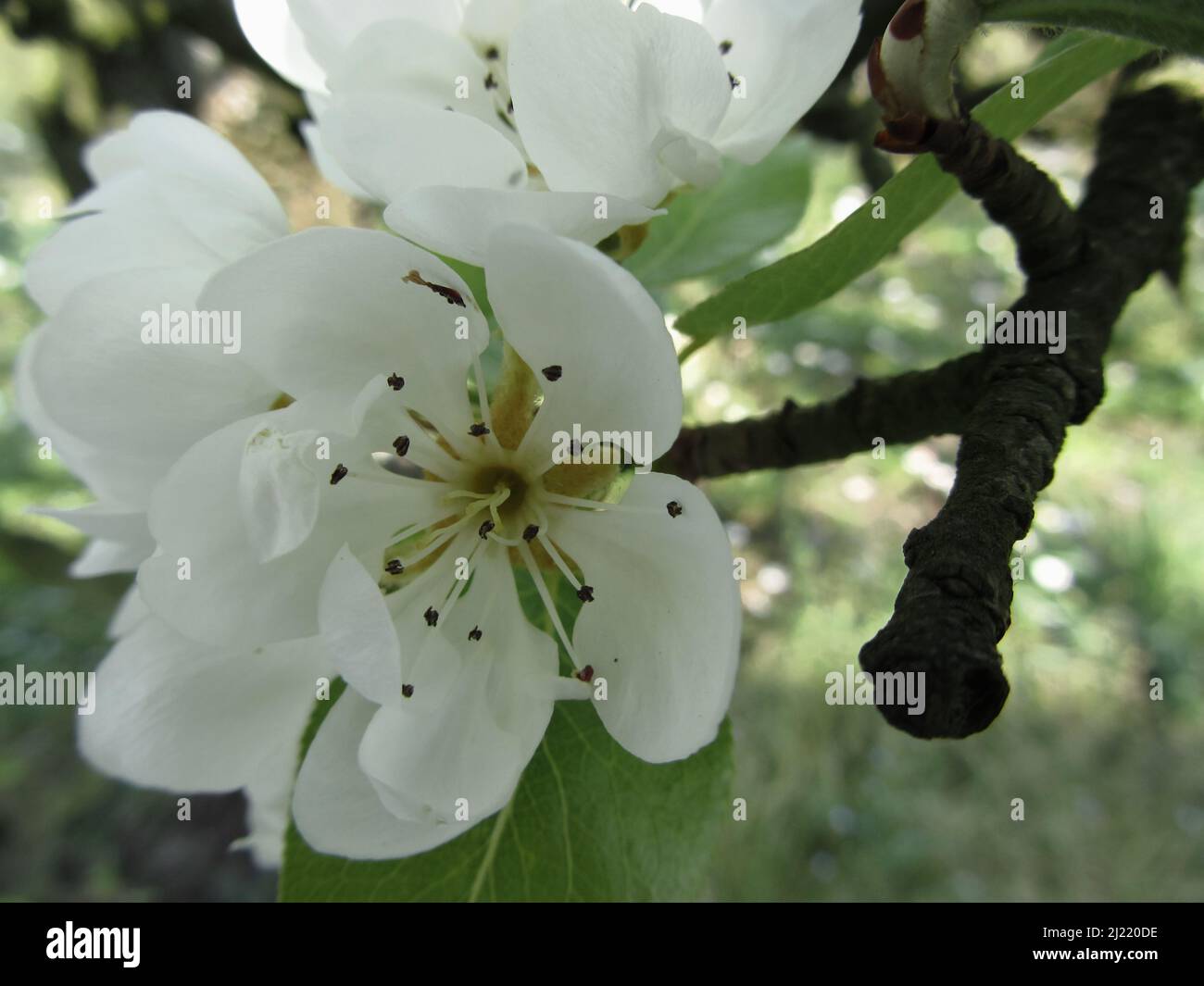 Blossoms of a pear tree in spring . Tuscany, Italy Stock Photo - Alamy