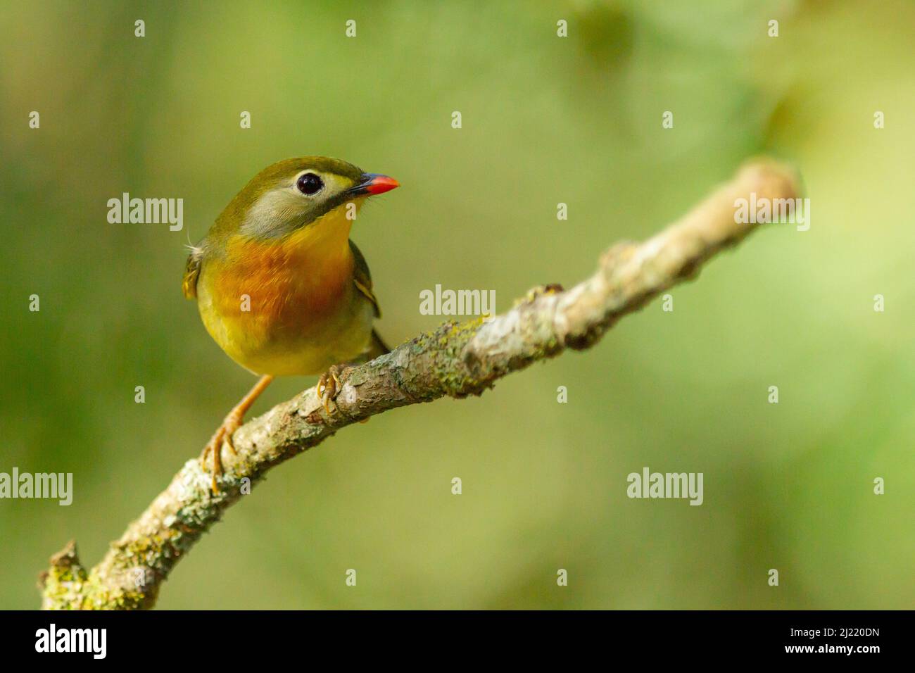 Red-billed Leiothrix (Leiothrix lutea), small bird on branch with green ...