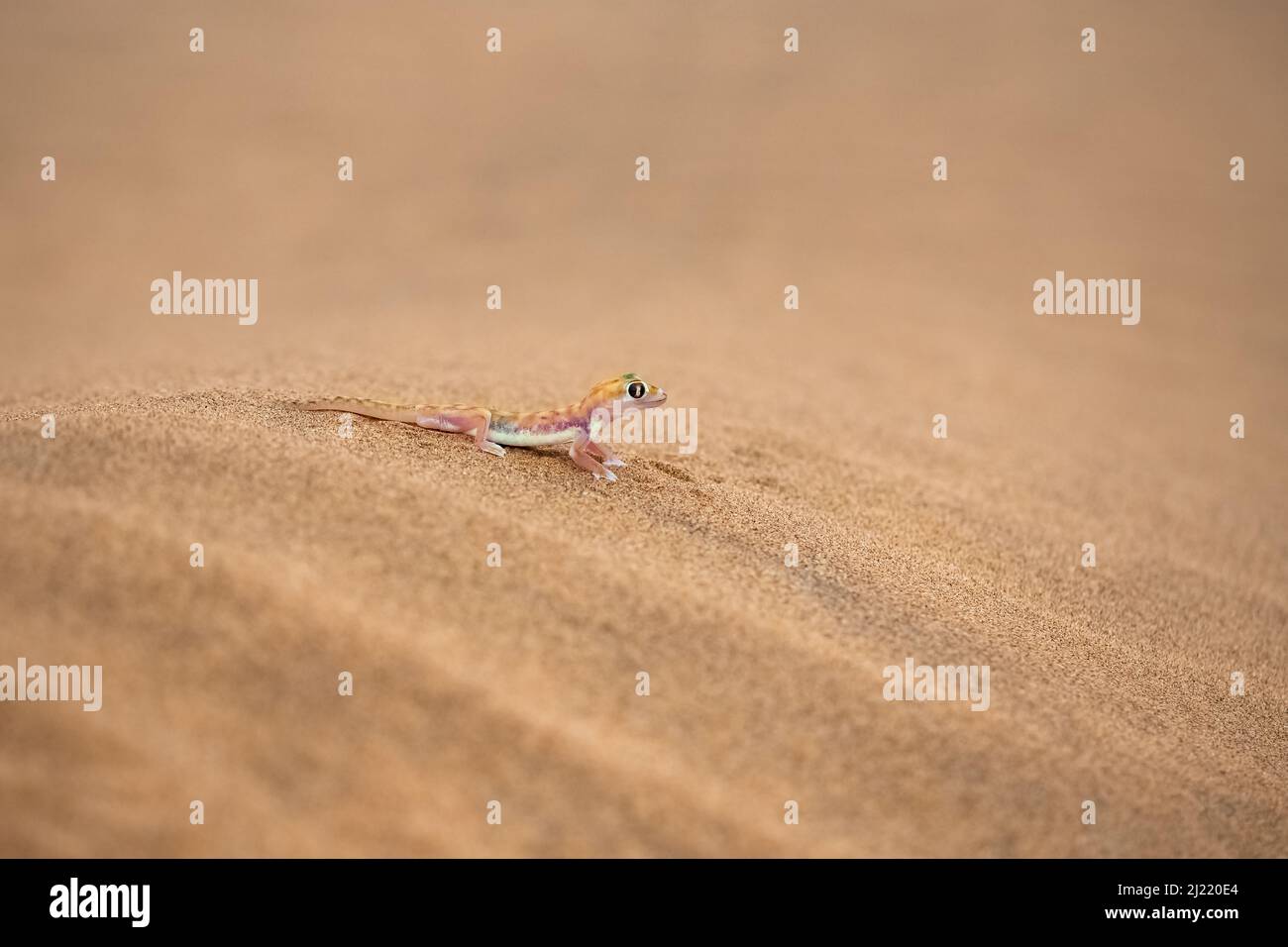 A Namib sand gecko, small colorful lizard in the Namib desert Stock ...