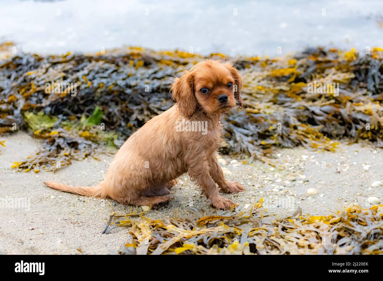 A dog cavalier king charles, a wet ruby puppy sitting on the beach ...