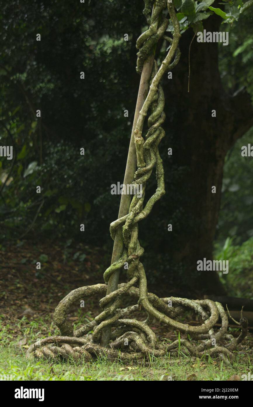 A creeping creeper in the middle of the forest in Dhaka Stock Photo - Alamy