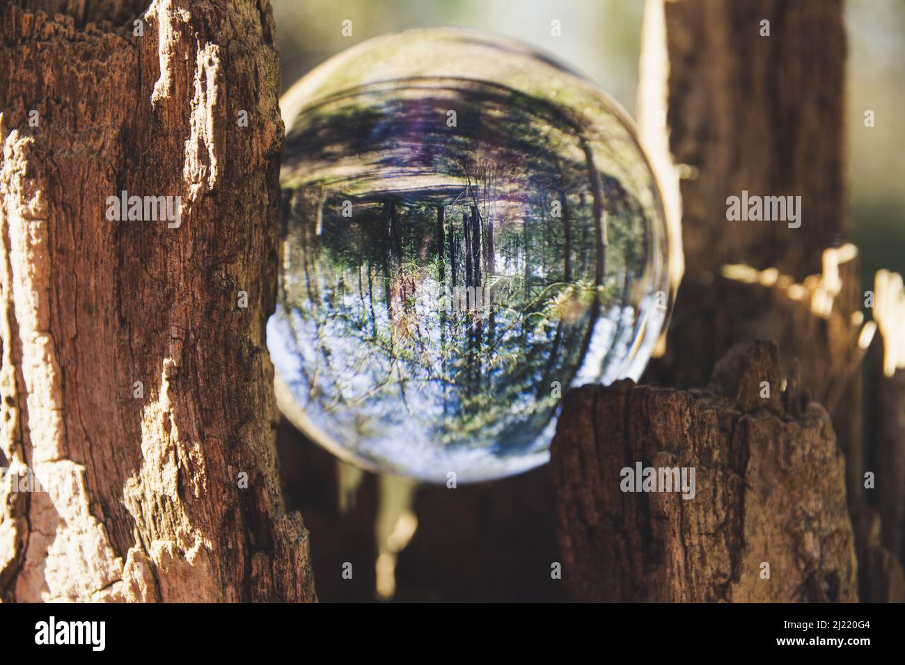 Lensball photography: glass ball pinched in tree trunk with inverted ...