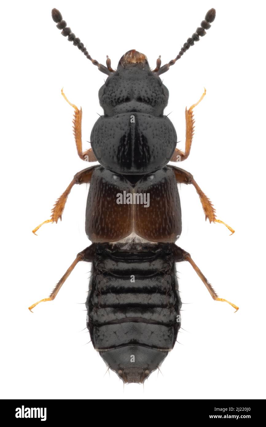 Rove beetle species Platystethus arenarius Stock Photo - Alamy