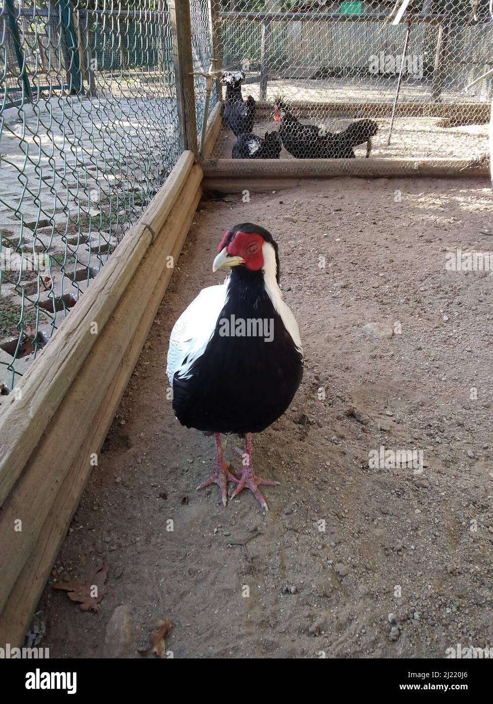 Black and white flightless bird Stock Photo - Alamy