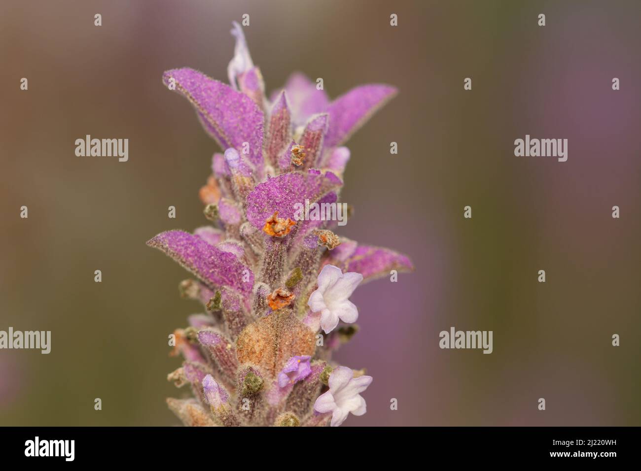 Lavandula spica (Lavander), macro detail of the flower, flora concept ...