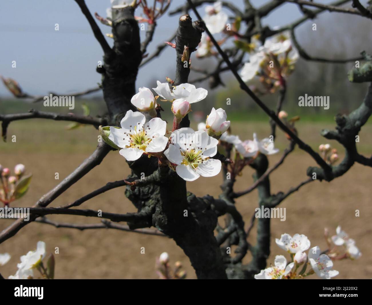 Apple tree branches with blossoms in Tuscany, Italy during spring Stock ...