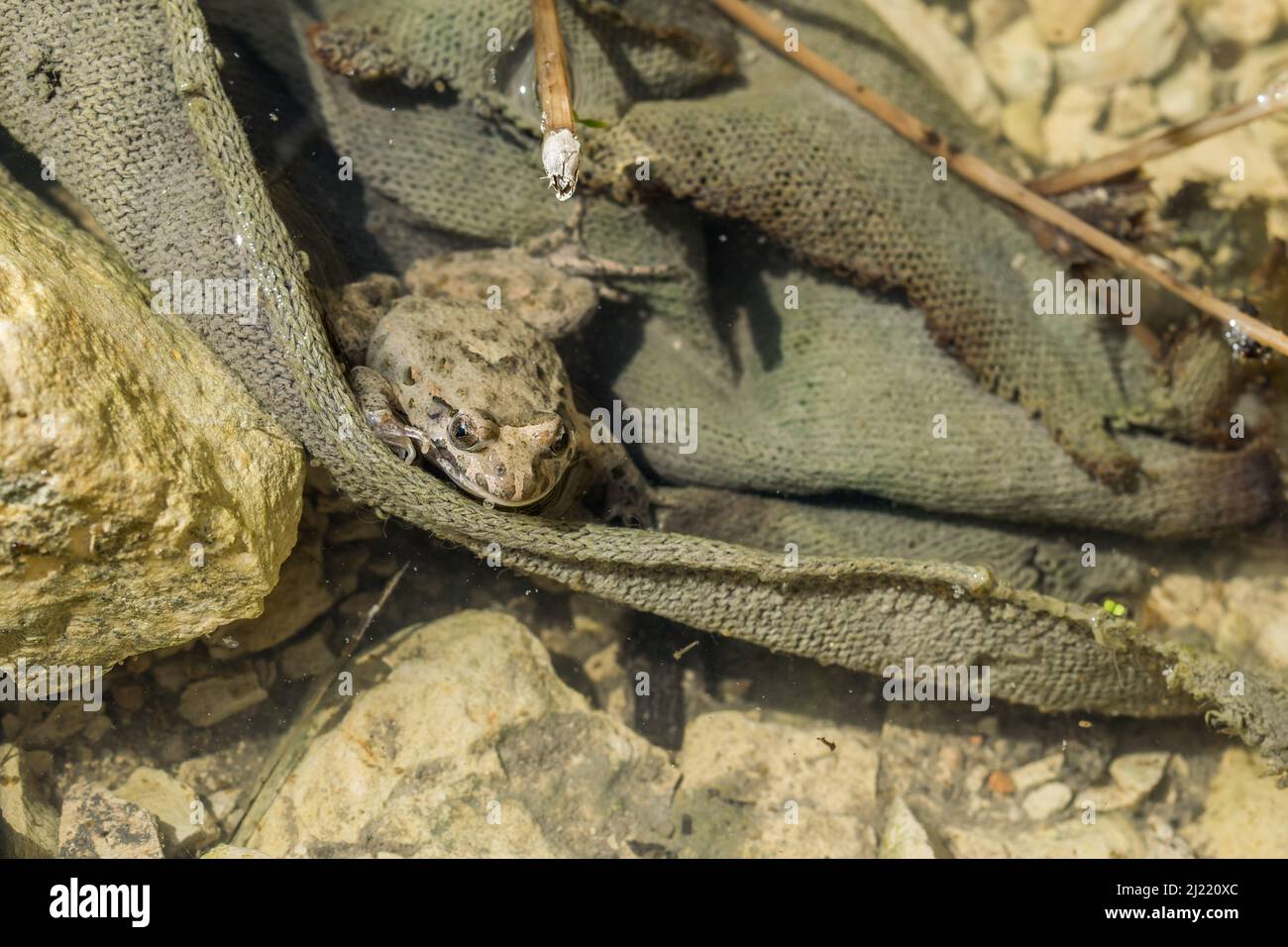 An adult Mediterranean Painted Frog, Discoglossus pictus, hiding in a ...