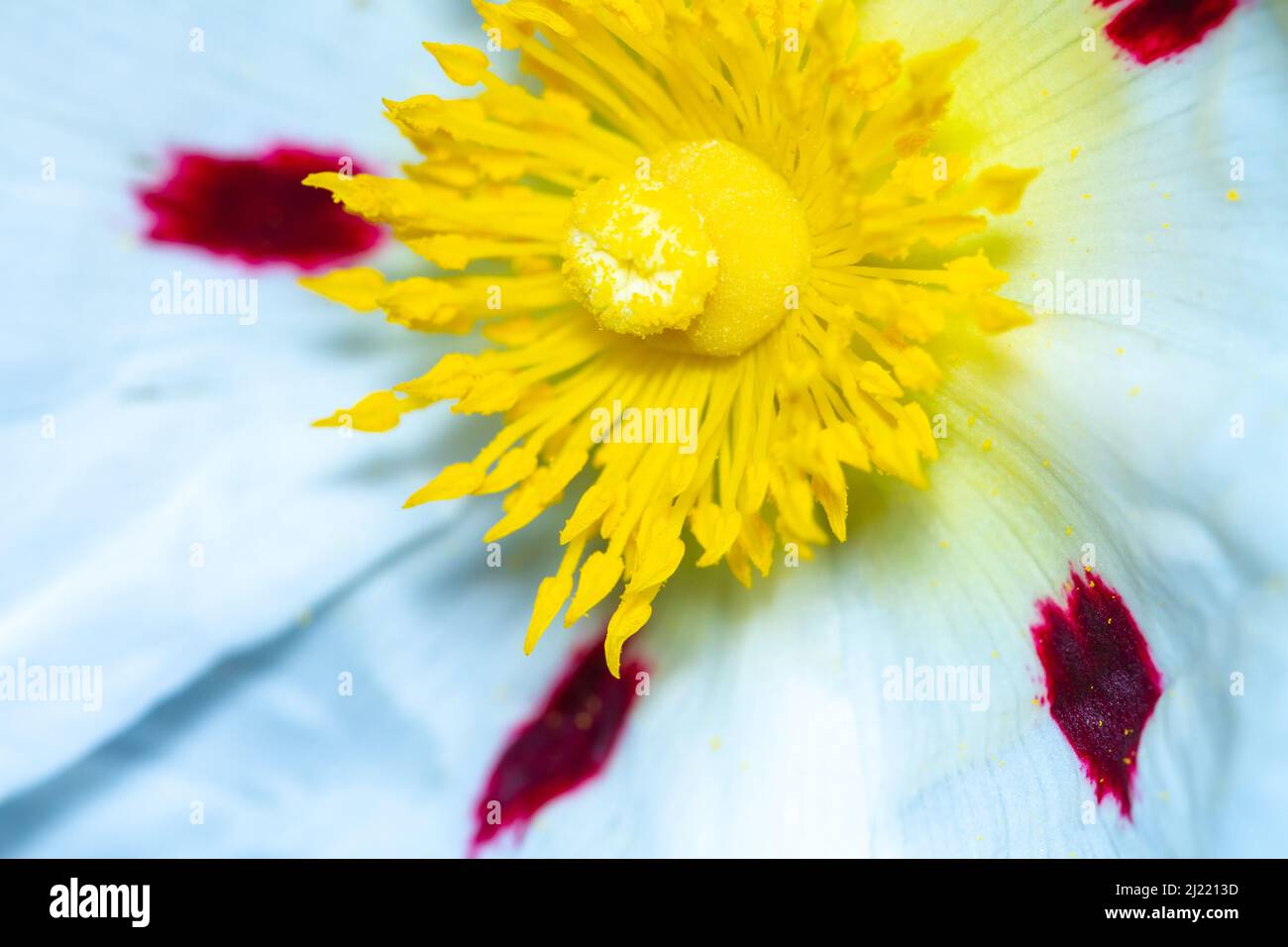 Gum rockrose (Cistus ladanifer), macro detail of the flower, selective ...