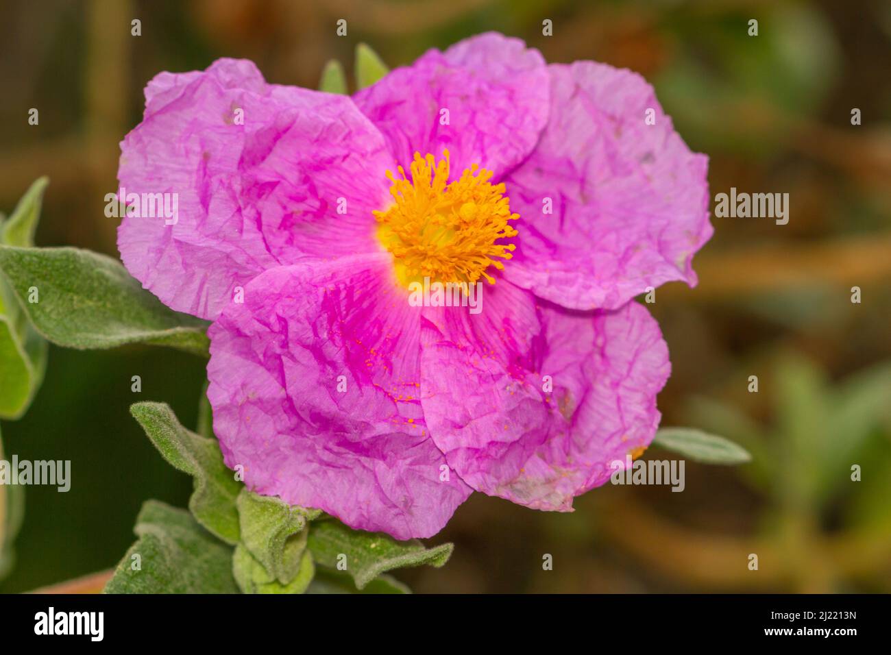Flower of Cistus albidus, (grey-leaved cistus), concept flora of the ...