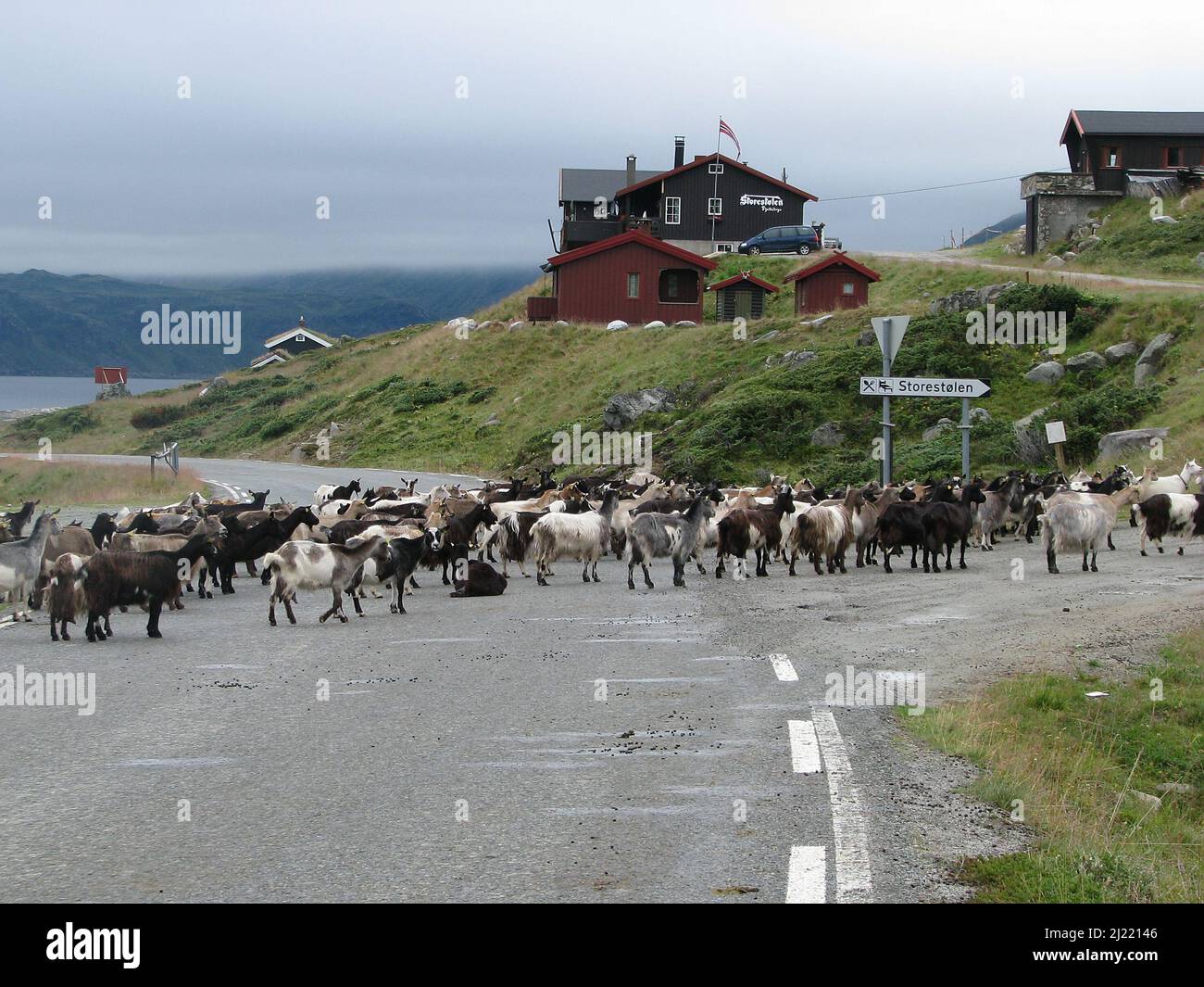 Norwegian mountain goat hi-res stock photography and images - Alamy