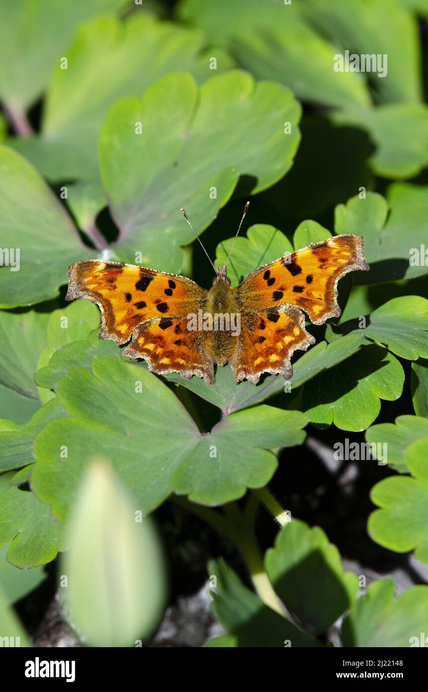 A Comma butterfly with open wings in the spring sunshine Stock Photo ...