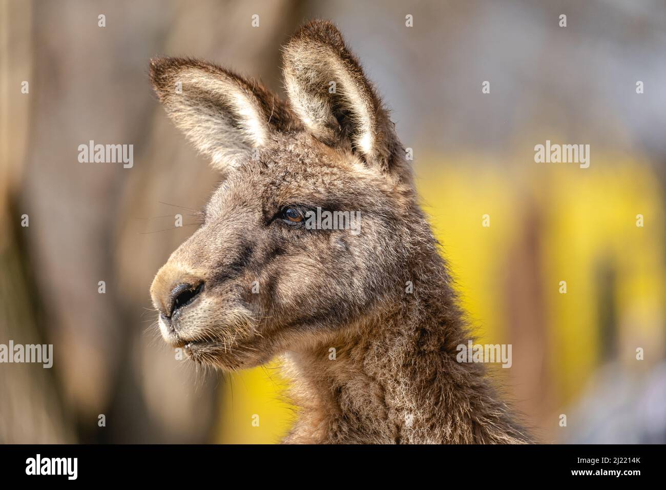 Eastern grey kangaroo also known as Giant Tasmanian Kangaroo breed in ...