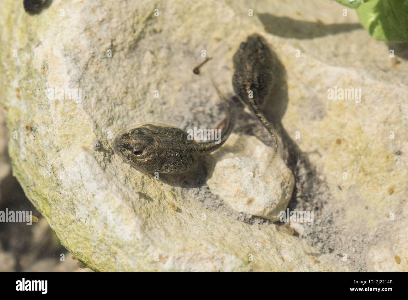 A tadpole of a Mediterranean Painted Frog, Discoglossus pictus, feeding ...