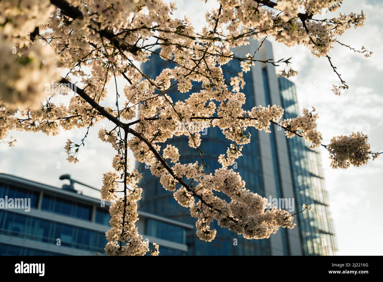 A closeup shot of branches of a beautiful Sakura tree with a modern ...