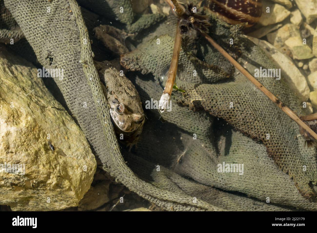 An adult Mediterranean Painted Frog, Discoglossus pictus, hiding in a ...