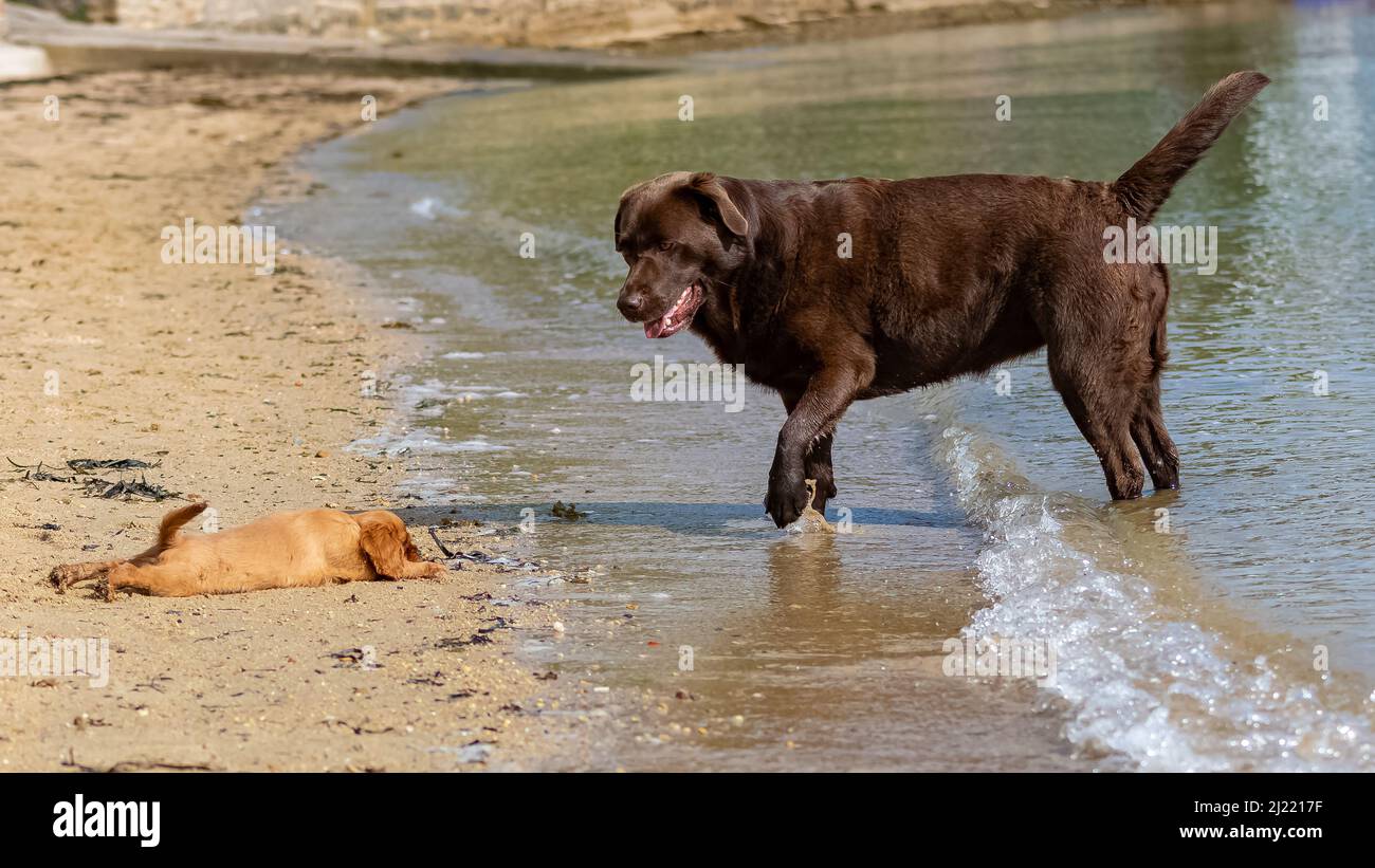 A dog cavalier king charles, a ruby puppy on the beach with a chocolate labrador Stock Photo - Alamy