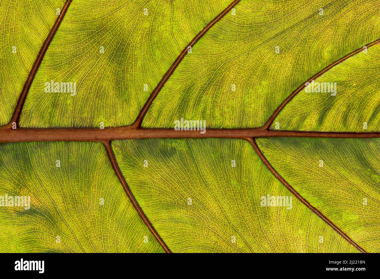 A natural green plant leaves texture Stock Photo - Alamy