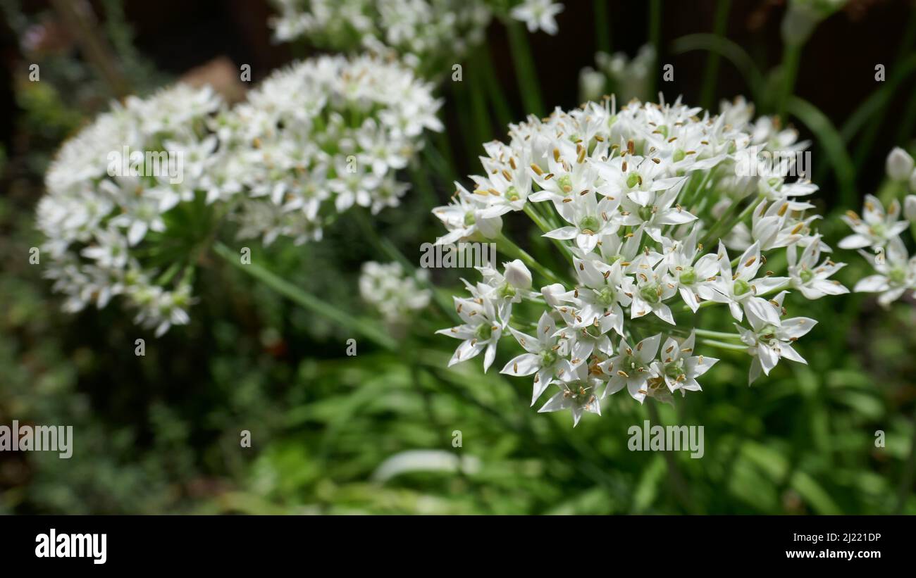 The Chives herb showing its white blooms Stock Photo - Alamy