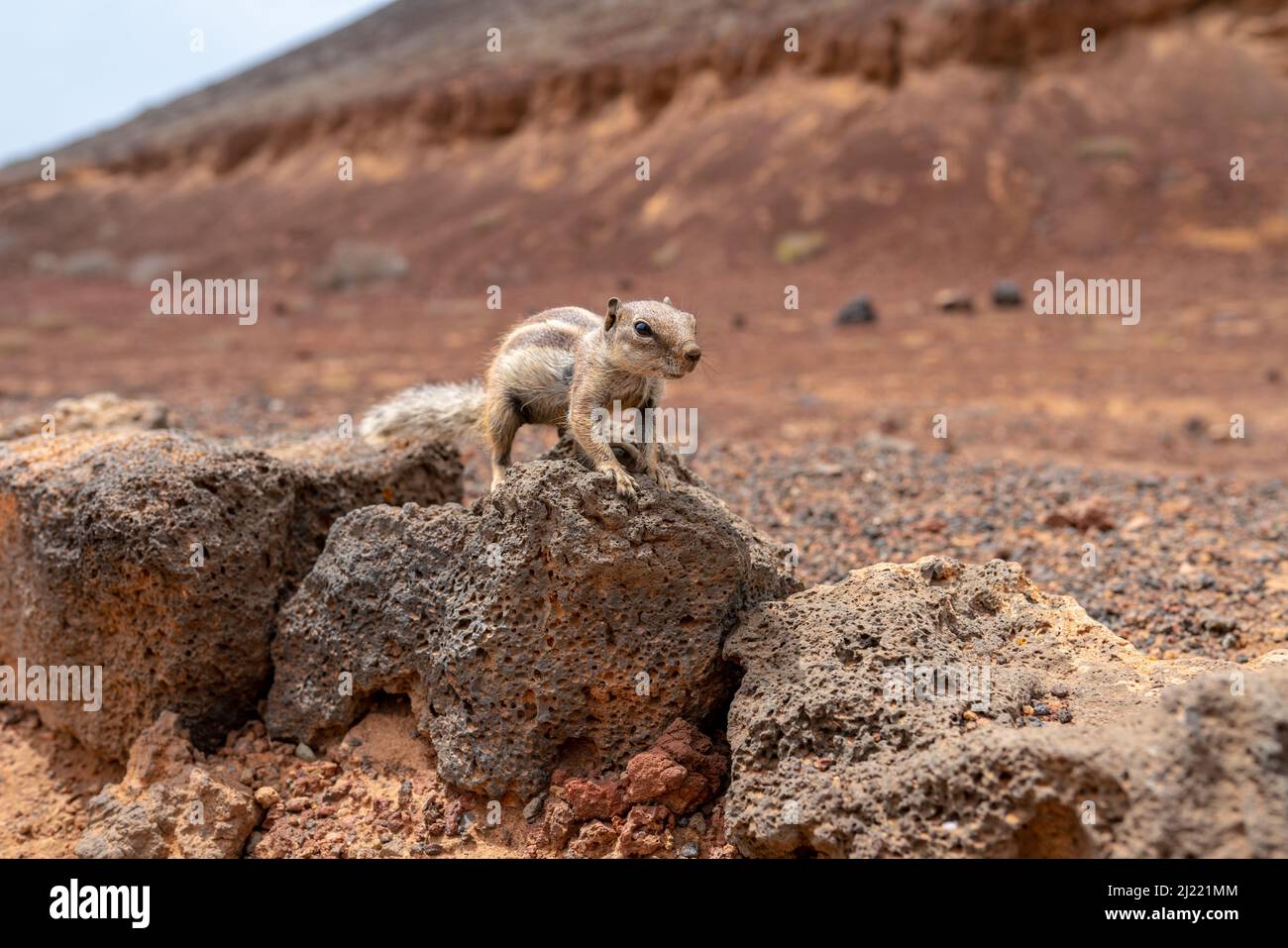 A little gopher on a rock stone Stock Photo - Alamy