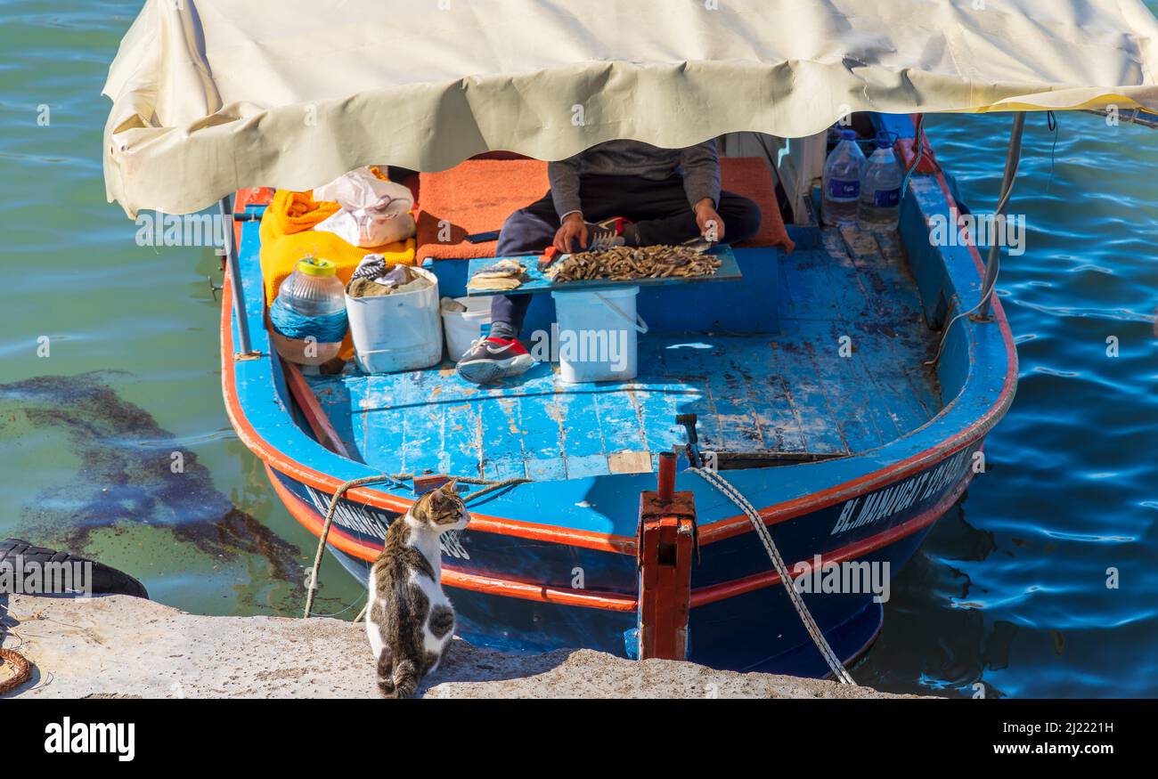 Fishing boat in harbour with catch of the day and local cat awaiting ...
