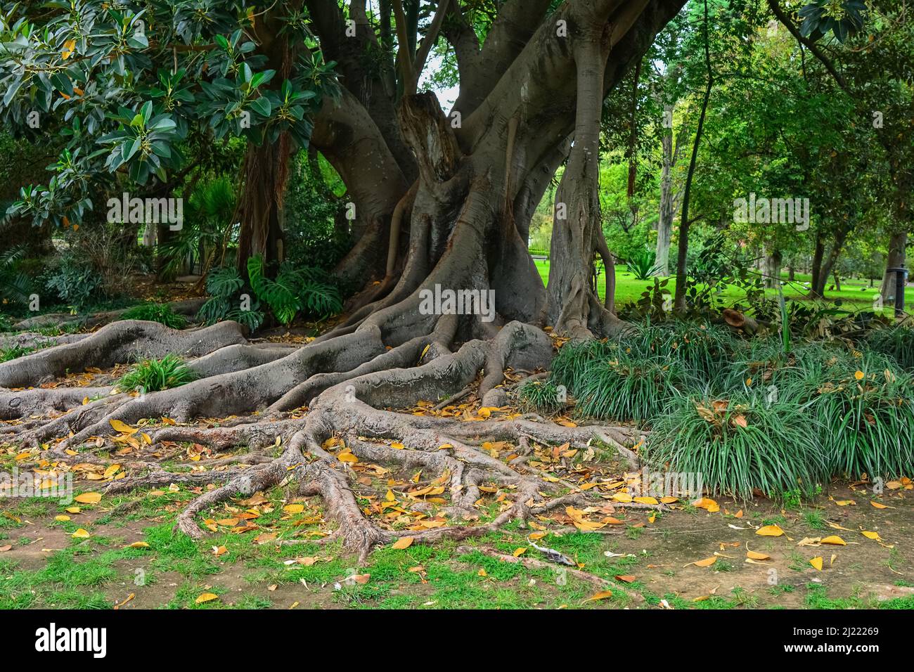 Tropical ficus with roots in the botanical garden Stock Photo - Alamy