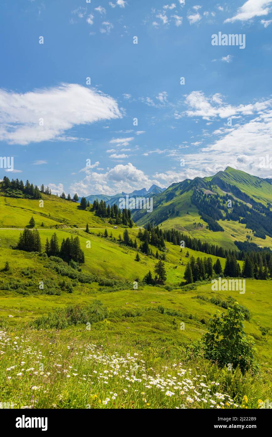 Typical alpine landscape in early summer near Damuls, Vorarlberg ...