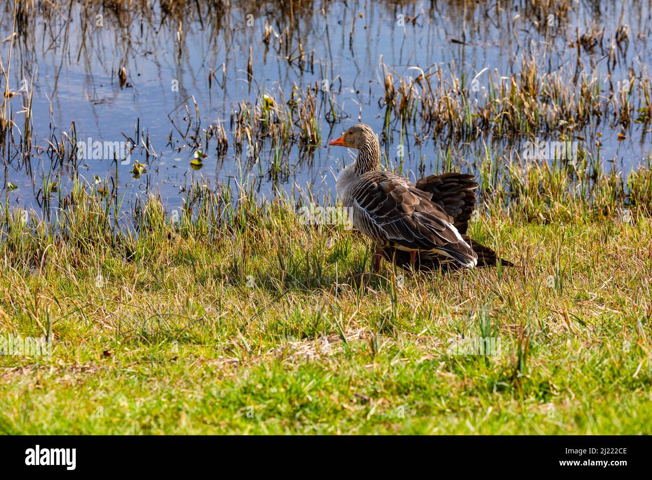 An injured duck stands on the shore of a sun-drenched pond, waiting for ...