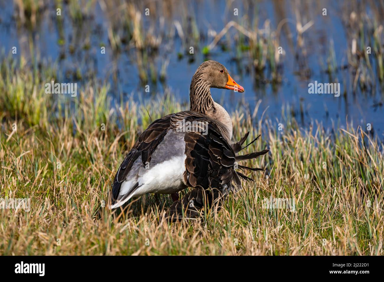 Sick duck hi-res stock photography and images - Alamy