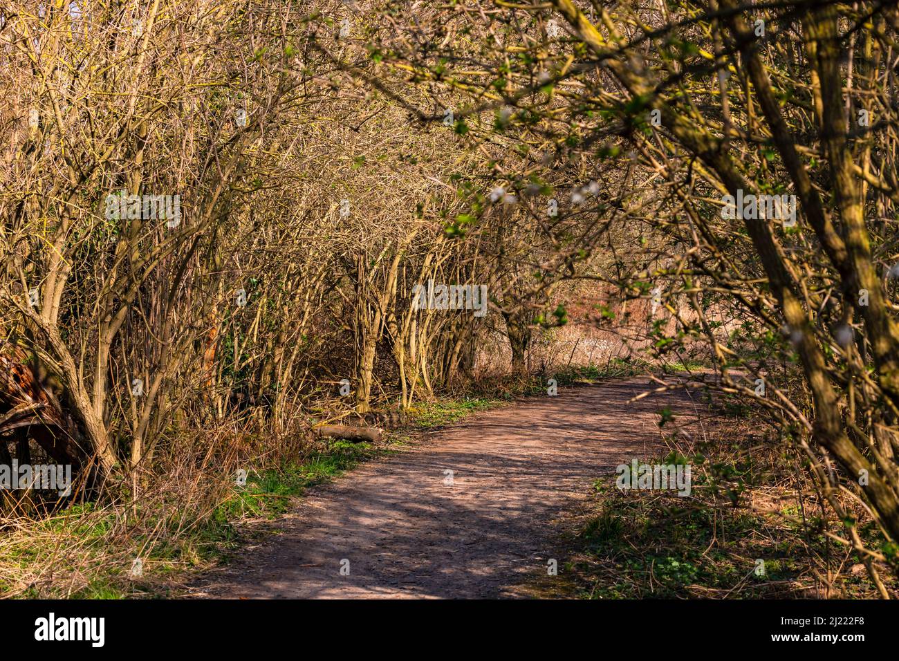 A rural path through bushes and trees in spring sunshine in Germany ...