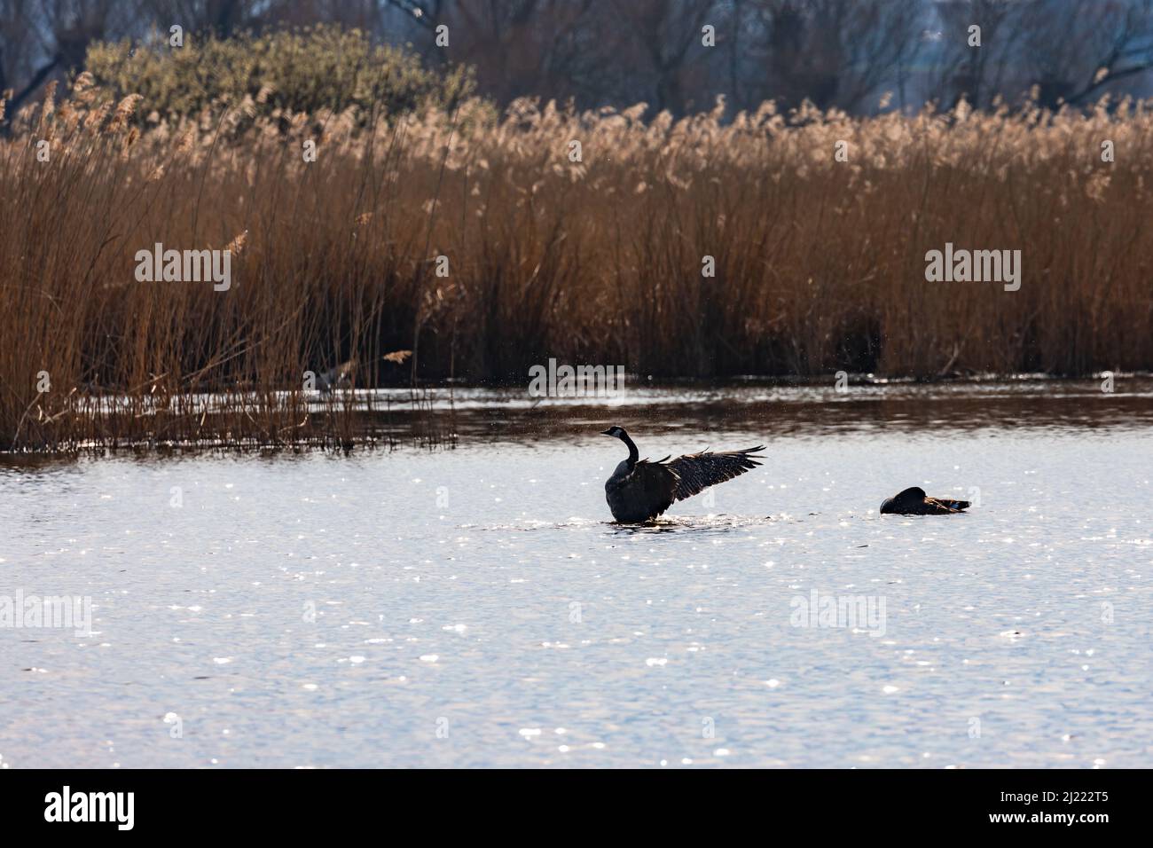 Light refraction duck hi-res stock photography and images - Alamy