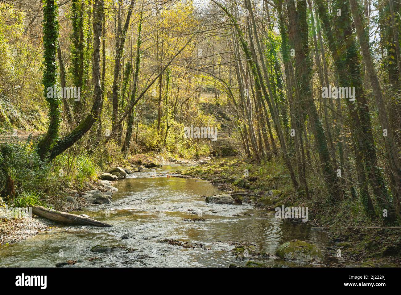 Forest river landscape.Beautiful view of nature idyllic small river ...