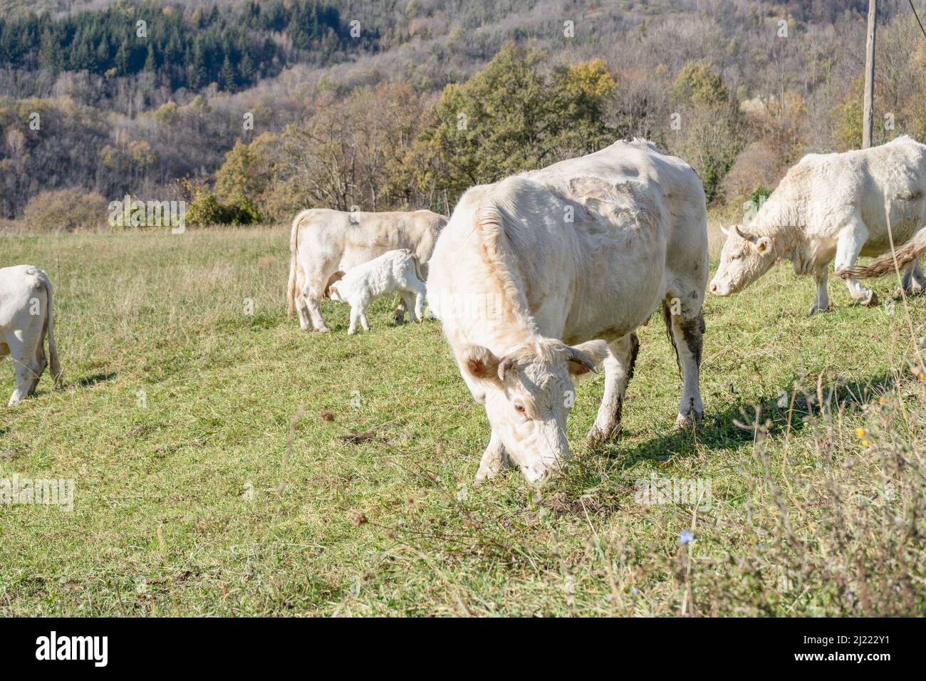 Farm pasture landscape milk food nature hi-res stock photography and ...
