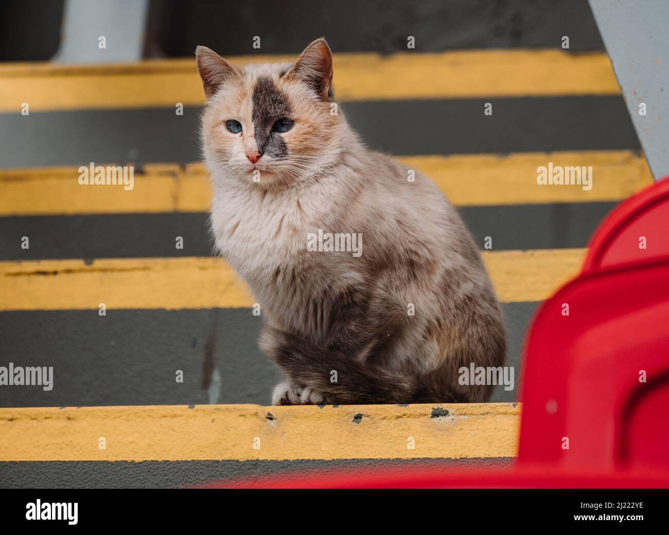 A beautiful cat in a football stadium. The cat is a sports fan Stock ...
