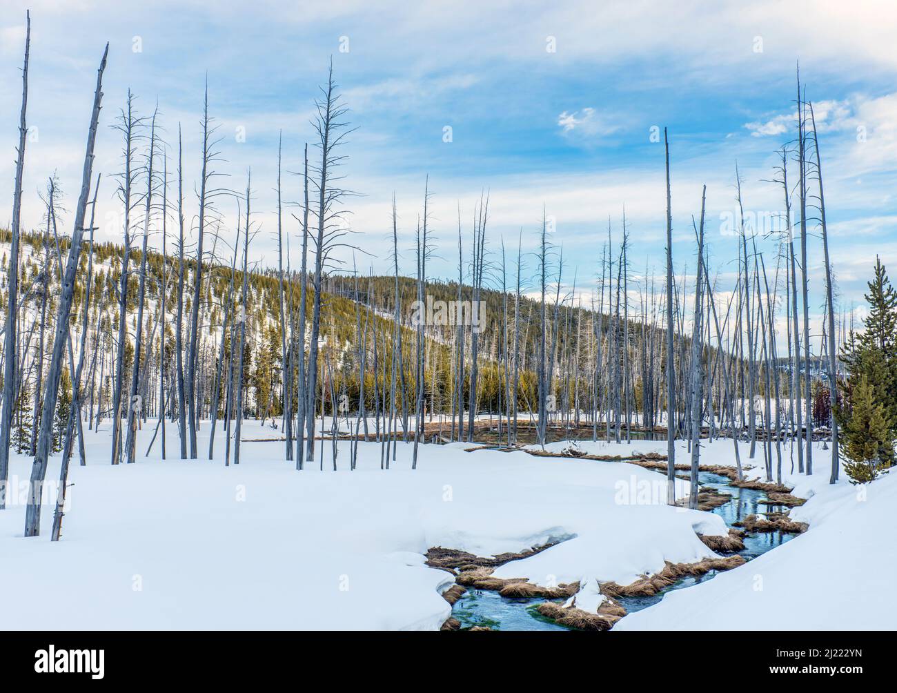Dead trees and snow at Obsidian Creek, forests of pine trees Stock ...