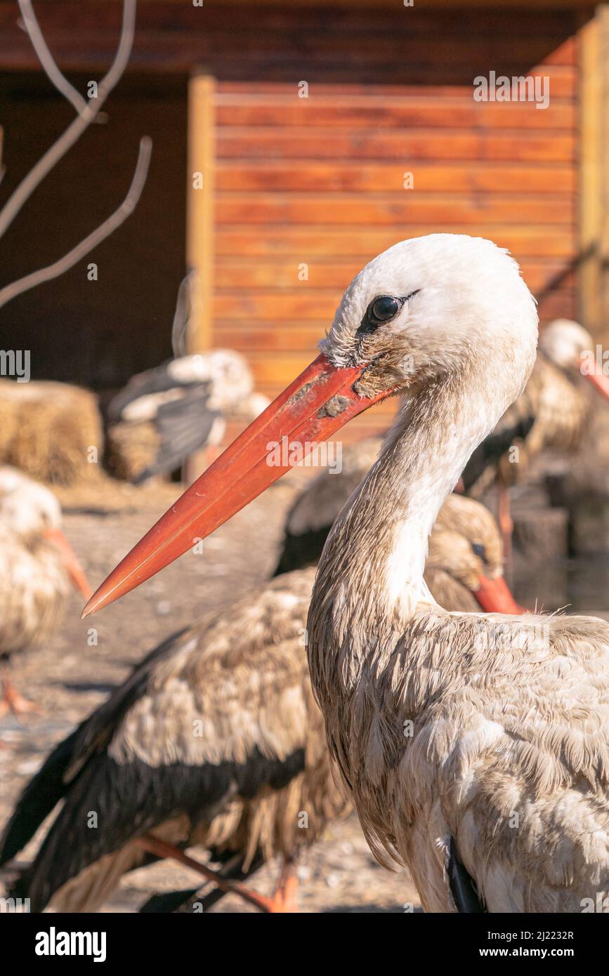closeup photo of white stork in zoo Stock Photo - Alamy
