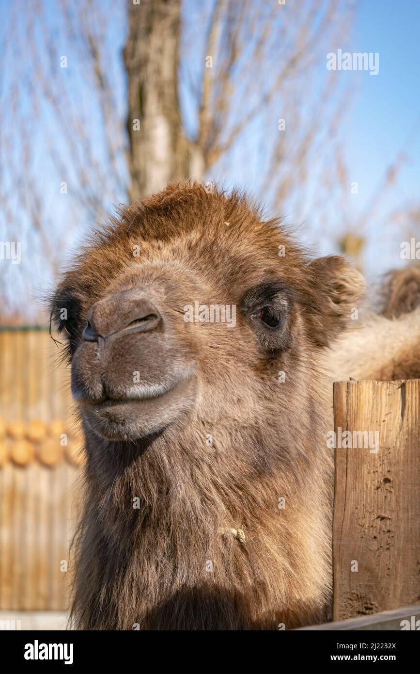 closeup photo of camel in zoo Stock Photo - Alamy